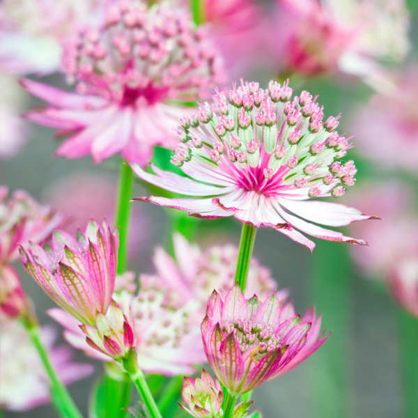 17 Stories Großer Meisterwurz - Kunstdrucke auf Leinwand | Wayfair.de